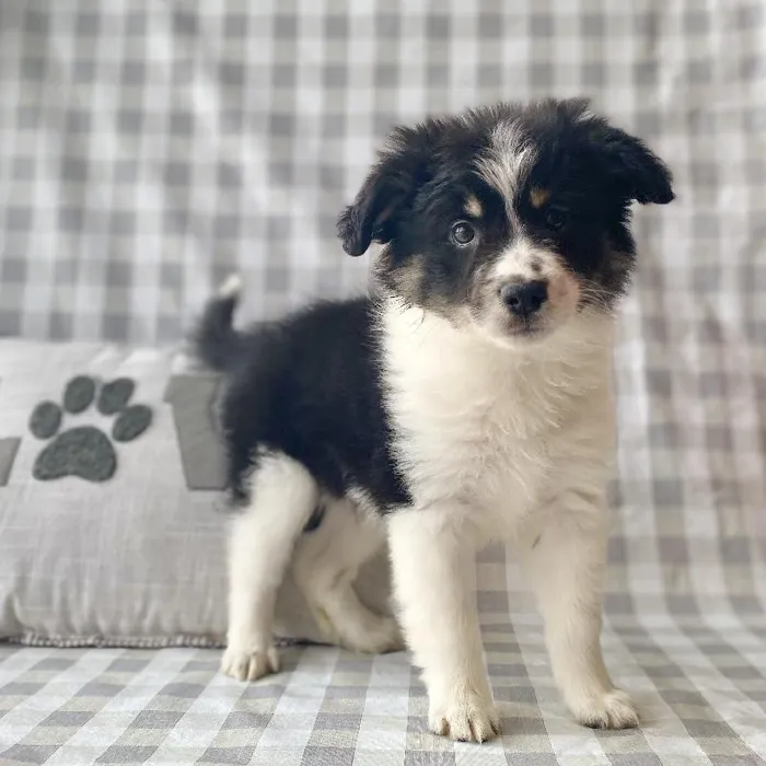 About Australian Eskimo Breed