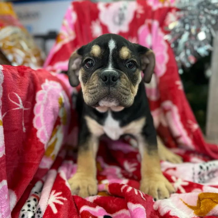 About Beabull Breed